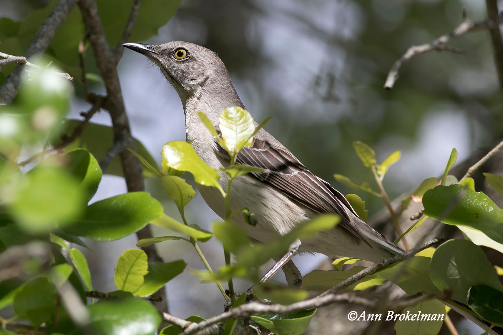Ann Brokelman Photography: Northern Mockingbird Florida