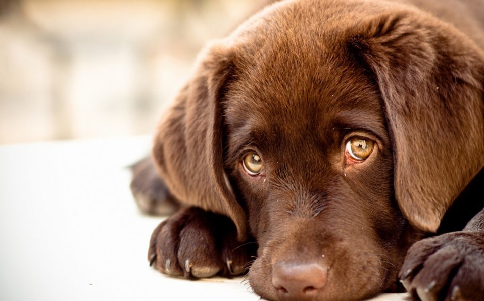 Descubre el origen de la irresistible mirada de los perros Descubre el origen de la irresistible mirada de los perros