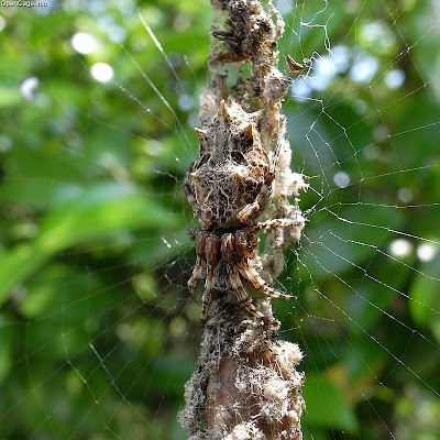 Real Monstrosities: Cyclosa and the Bridge of the Dead