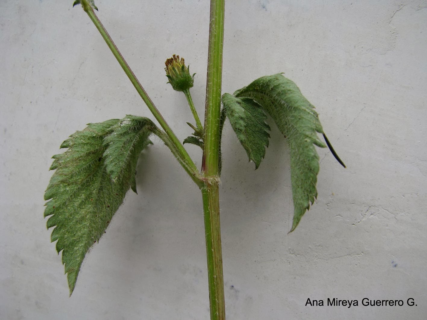 Ecuador: personajes y especies (Galápagos y Continente): Flora de Quito ...