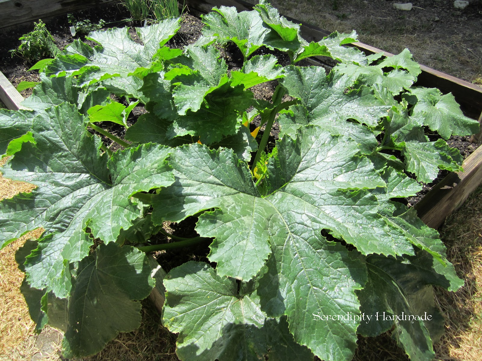 Serendipity Handmade: The Backyard Co-op Victory Garden