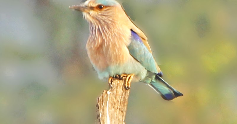 Wildlife - sindhudurgnature