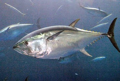 Atún azul (Thunnus thynnus)