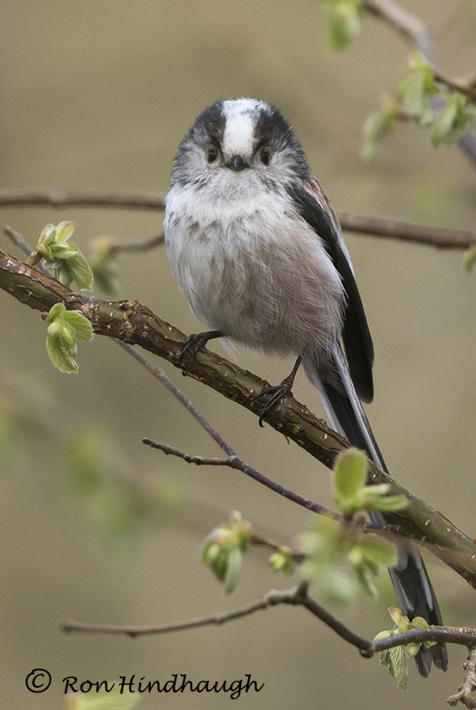 notmanywords: Muggleswick