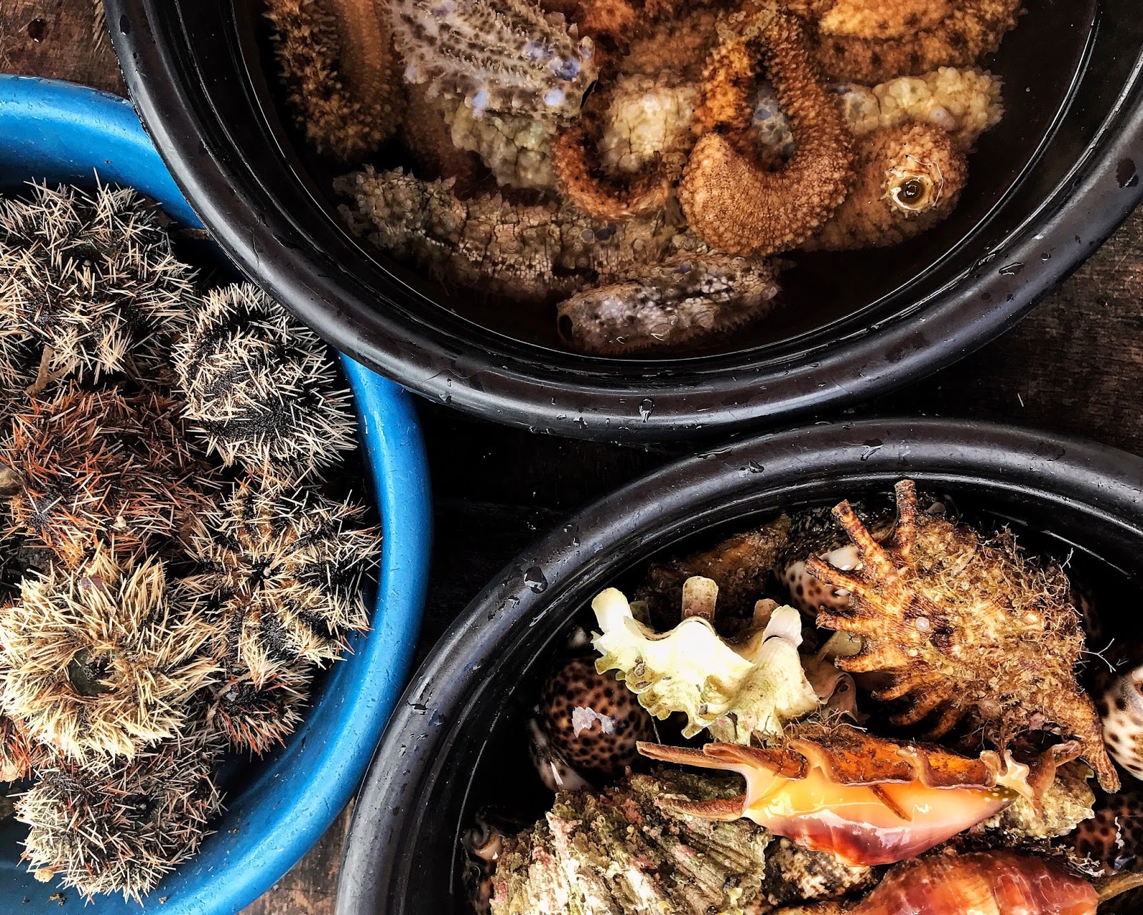 What Mary Loves: When in Bohol: Virgin Island, Panglao