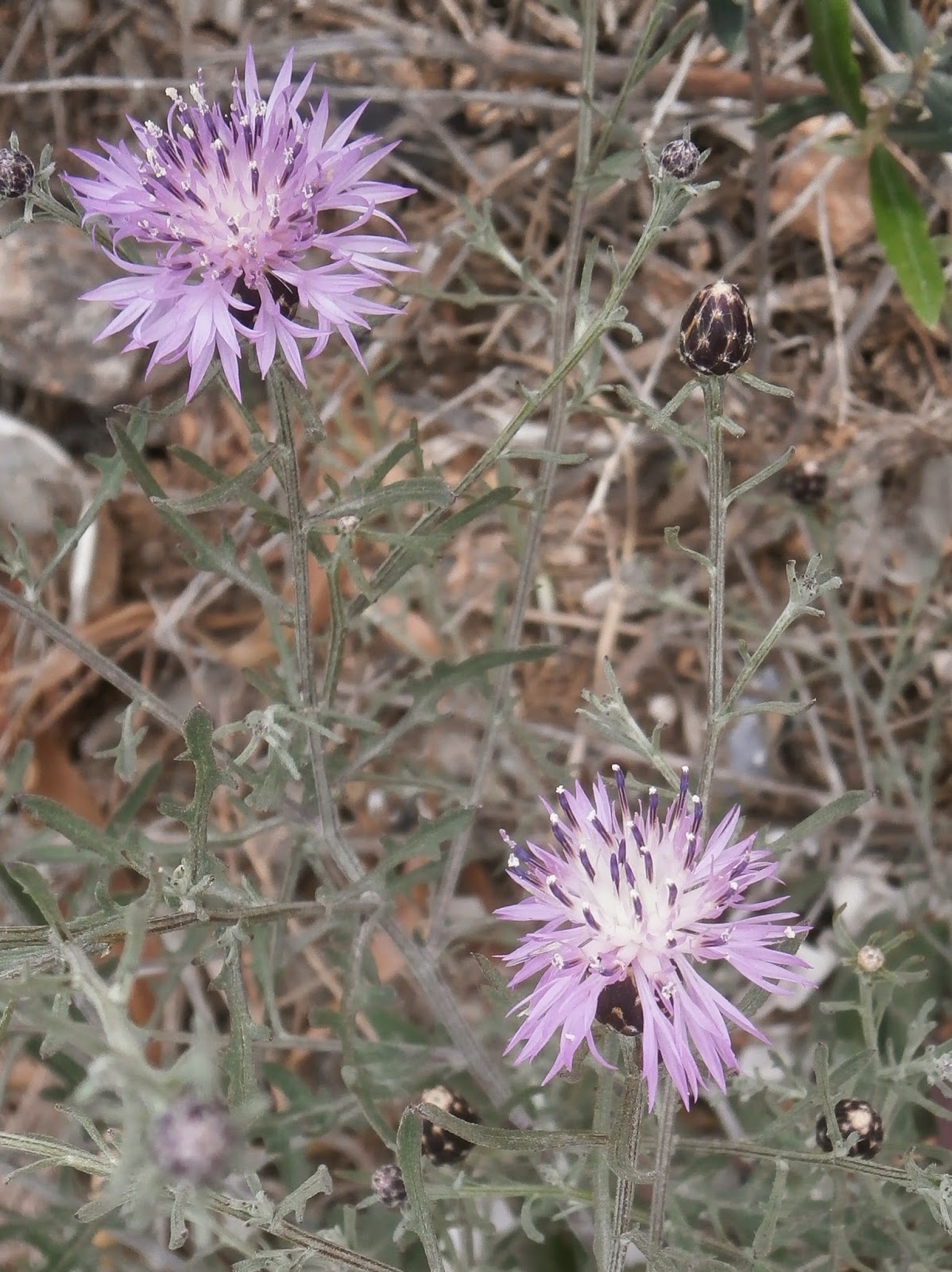 HERBARIO VIRTUAL DE BANYERES DE MARIOLA Y ALICANTE: Centaurera aspera ...