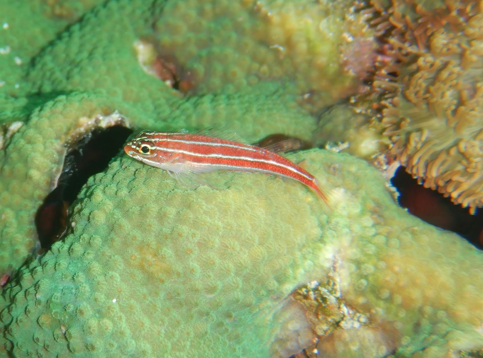 India- Andaman Islands- Just Fish