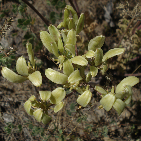 Slatsz' plant photo-biography: Lomatium macrocarpum, bigseed biscuitroot