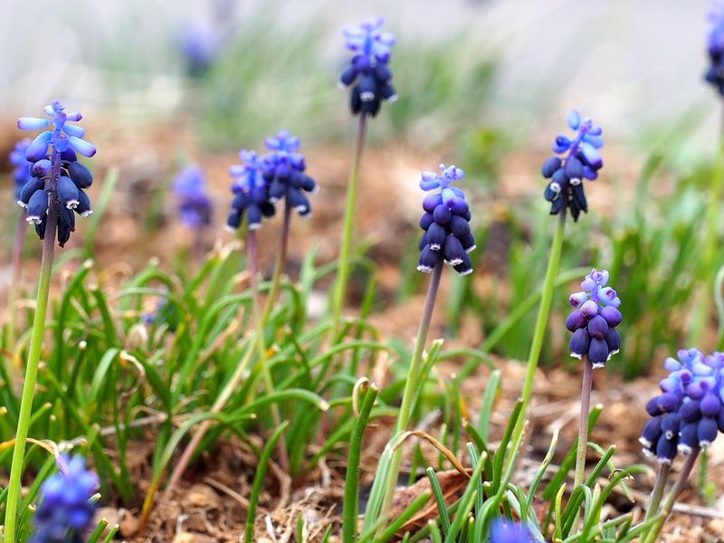 Képek a természetről: Tavaszi virágok