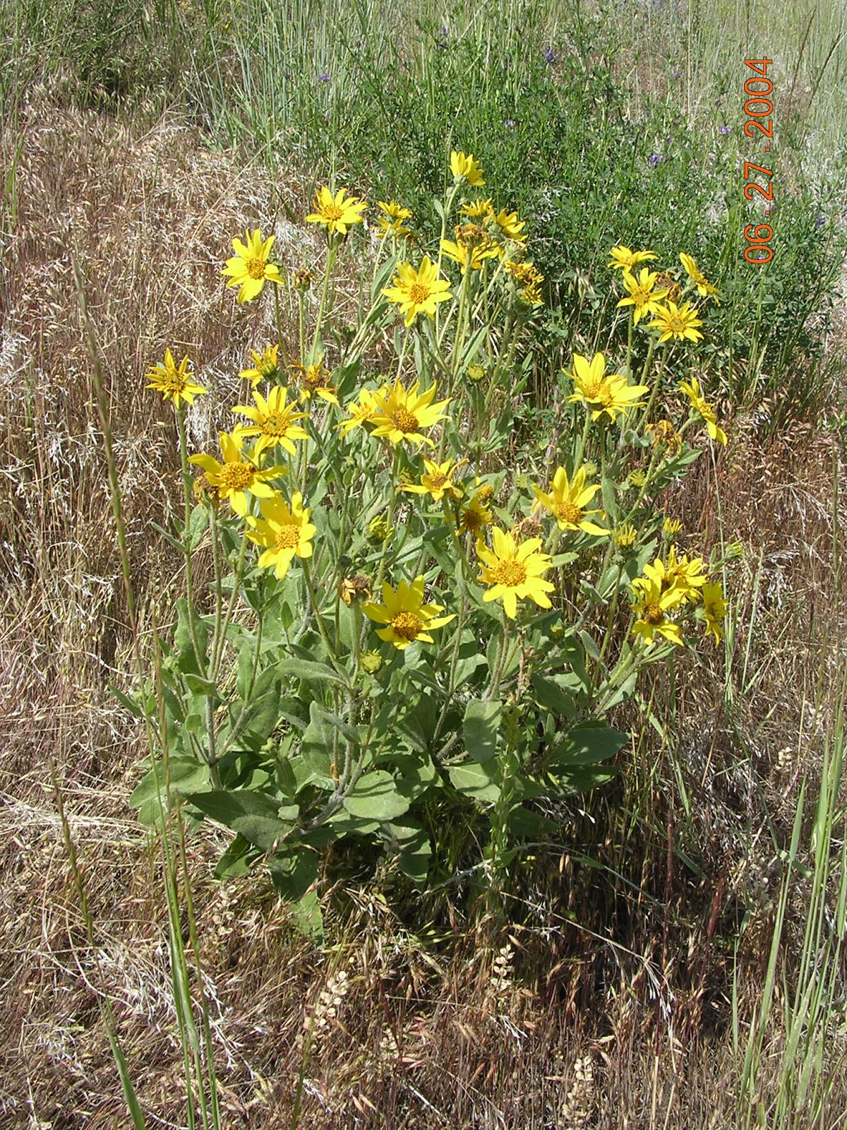 What's Blooming on Green Mountain: June 2013