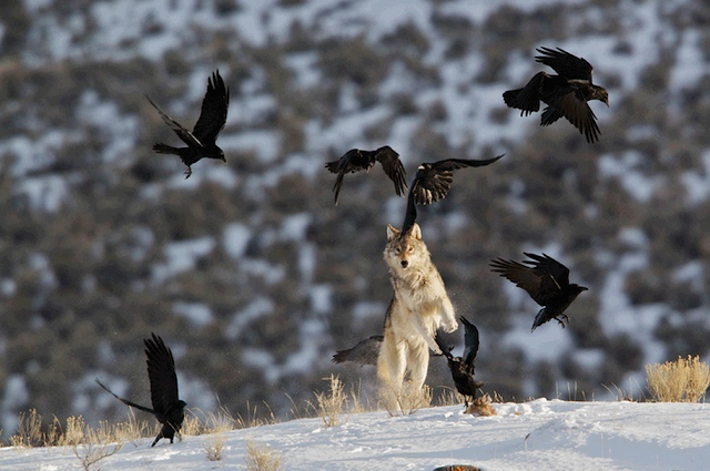 White Wolf : Wolves and Ravens; A Fascinating Relationship (Photos)