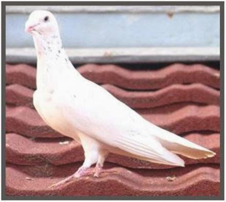 merpati: JENIS VARIETAS MERPATI HIAS