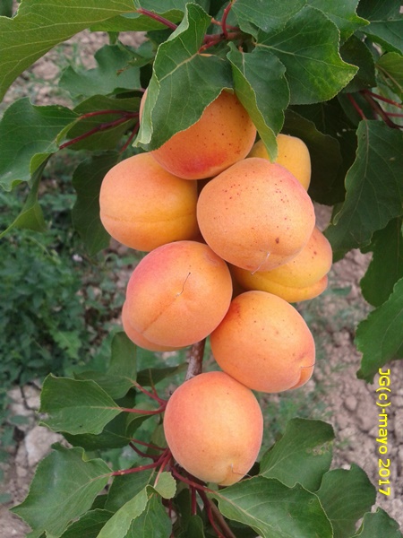 La cucala educativa: Temporada de albaricoques