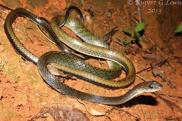 Ular Asli Indonesia: Ptyas fusca