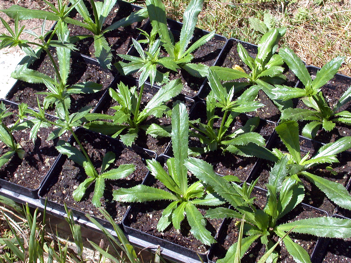 How to Grow Culantro - Kilimo Hai