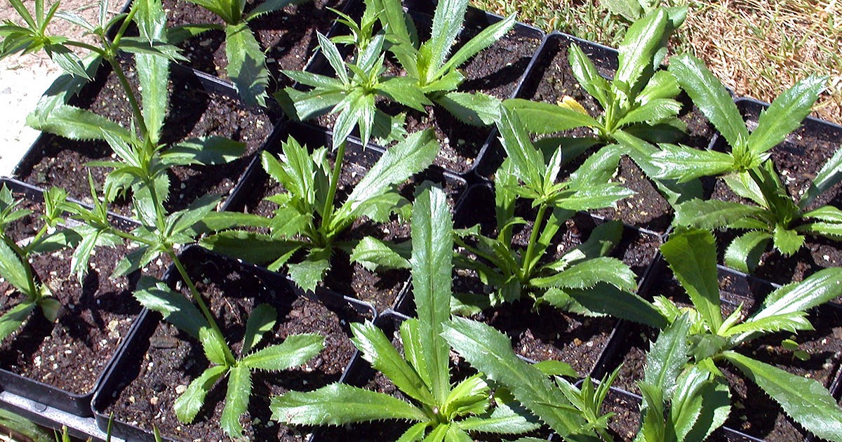 How to Grow Culantro - Kilimo Hai