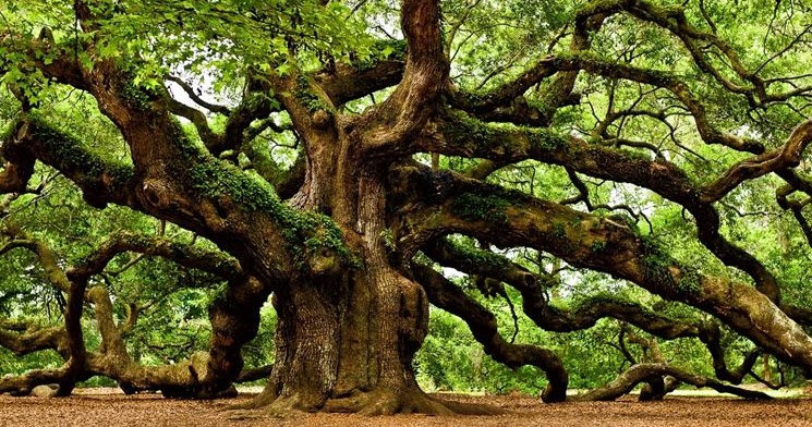 Nell'AniMo Antico: Simbolo della quercia