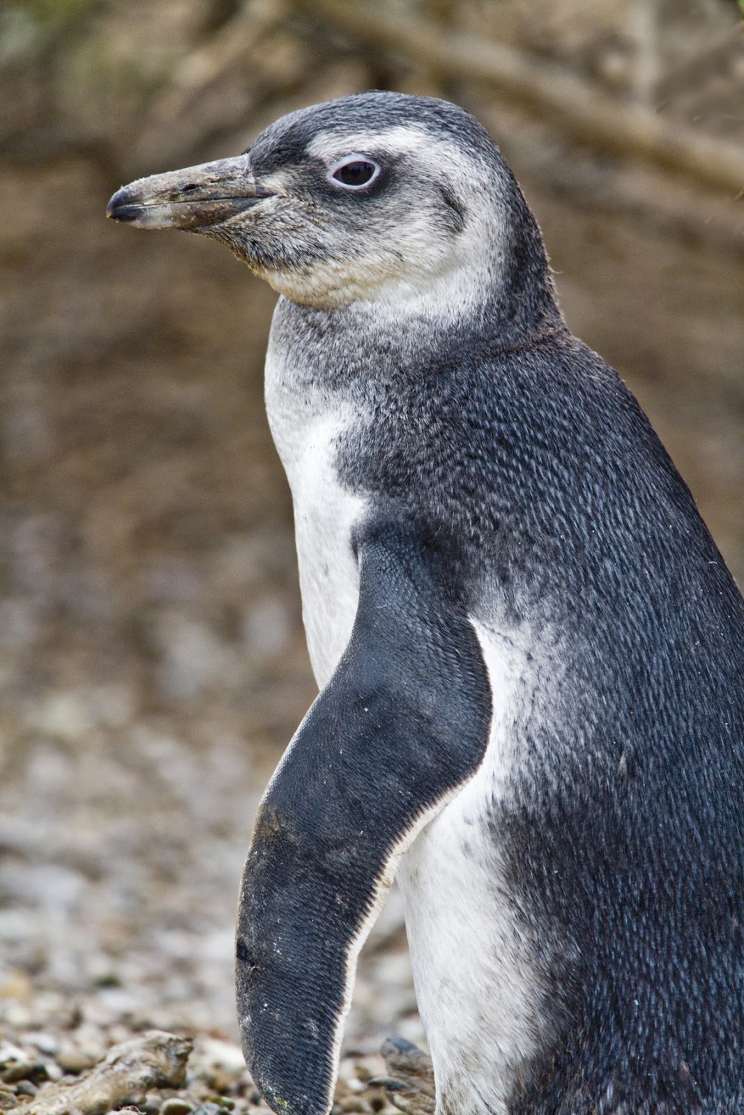 Antarctica & South America: Magellanic Penguins, Valdes Peninsular