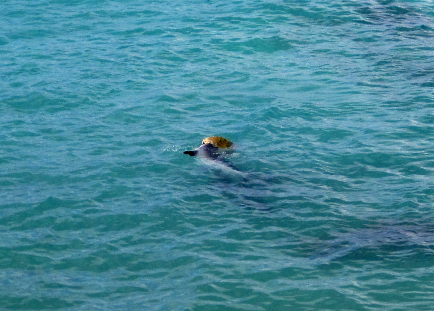 Tern it up!: Tiger Shark vs Sea Turtle