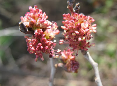 Flora medicinal, alimenticia y artesanal de la Ribera Navarra: Ulmus ...