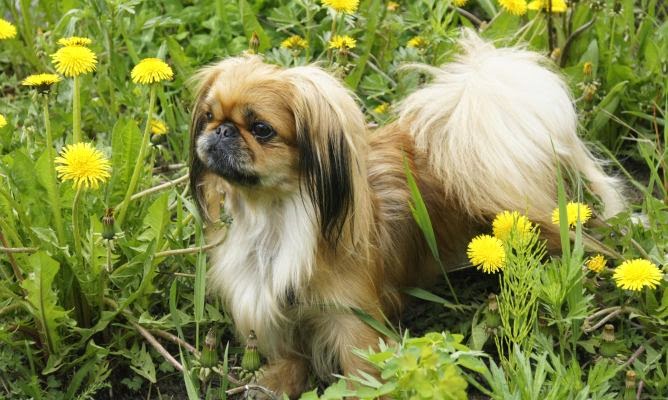 Pequinés | WIKI PERROS