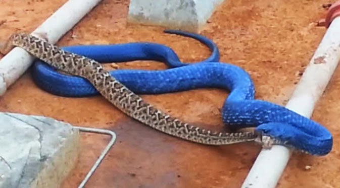 Ular Eksotis, Pemakan Ular Berbisa Mematikan - Internet News