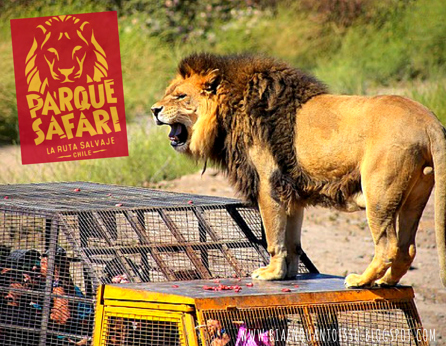 Turistando no Chile: Parque Safari Chile | ZOO SAFARI RANCAGUA ...