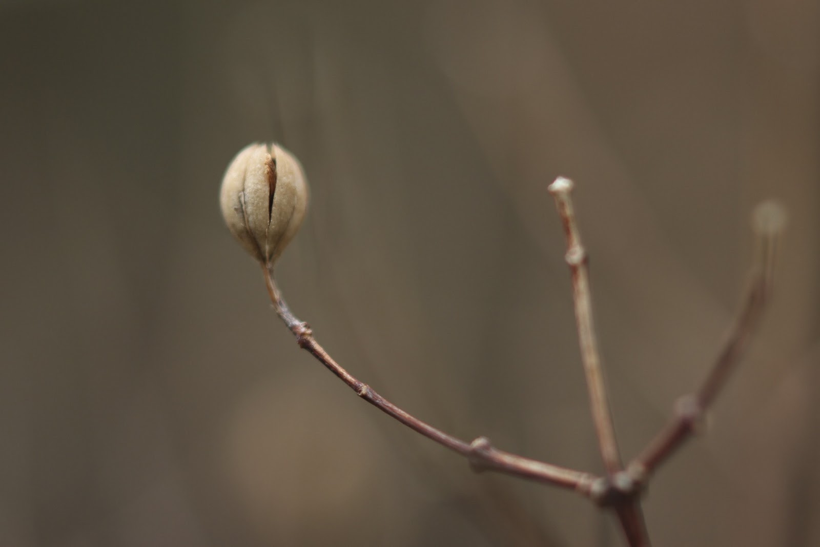 Bernagie: december 2011