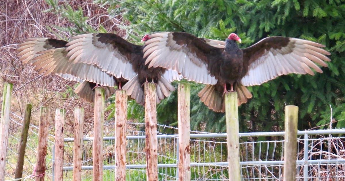 LuAnn Kessi: Turkey Vultures.....Solar Bath