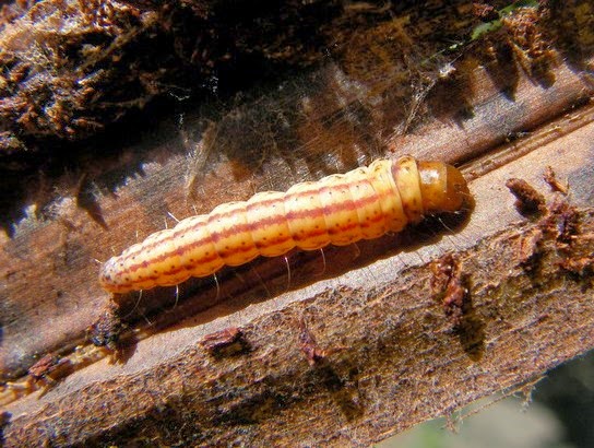 How humans damage the cycle of Opisina arenosella