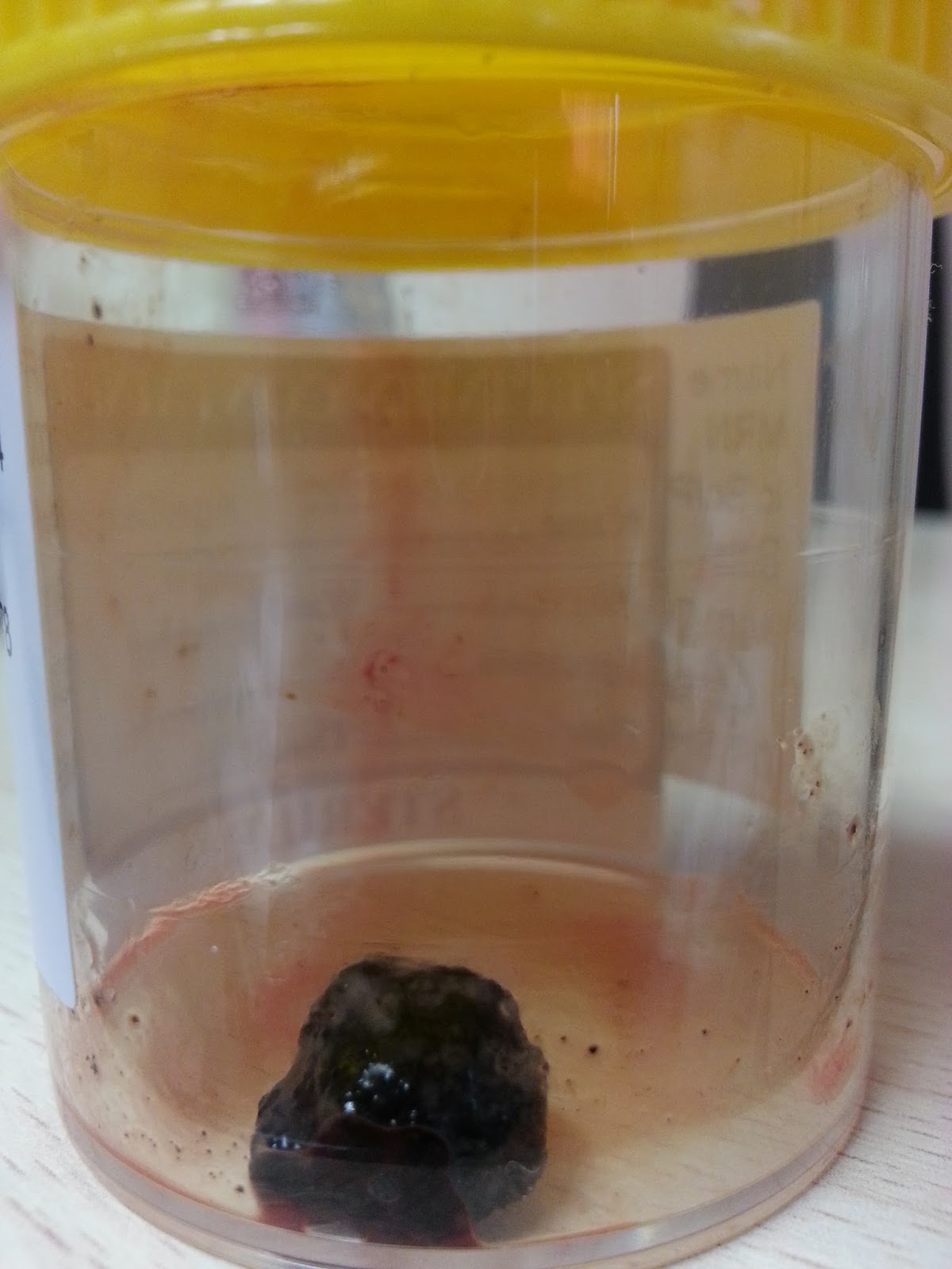 Pirate & Fish: INFORMASI : BATU KARANG DALAM HEMPEDU