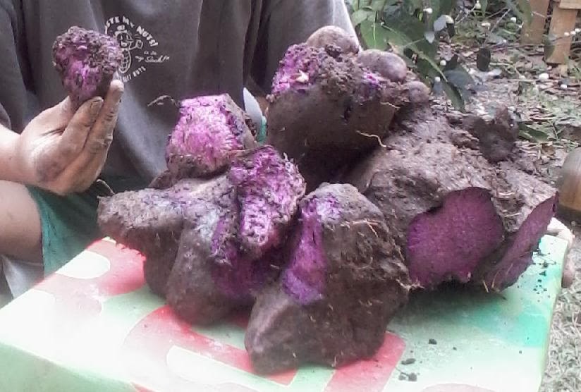 therealcuriousbiker: How to cook ube and the back story of a comfort food