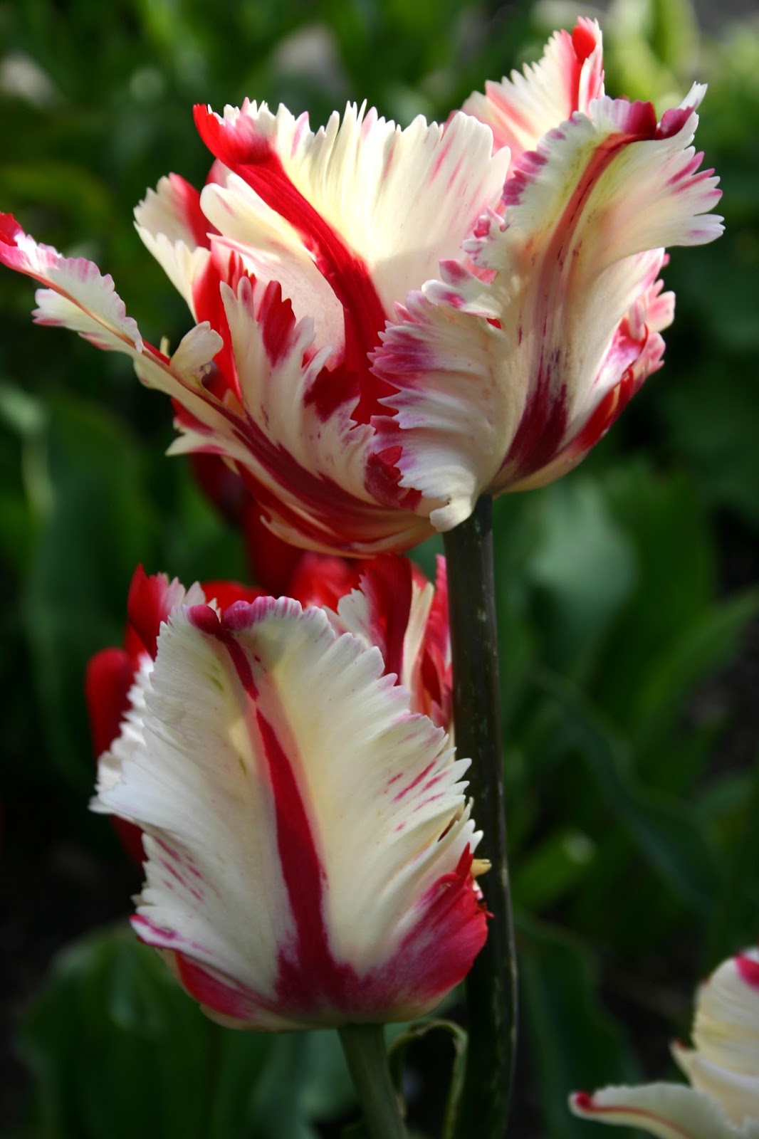 TULIPS MAKE LONG-LASTING SPRING BOUQUETS -- Combining reds and yellows ...