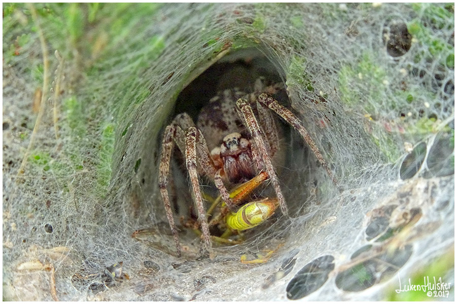 LH VANDAAG: Trechterspin met een sprinkhaan als prooi bij zijn hol!