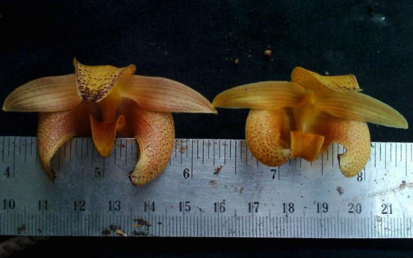 Wild orchids in sumatra: 700. 9. Bulbophyllum sumatranum forma `Yellow`