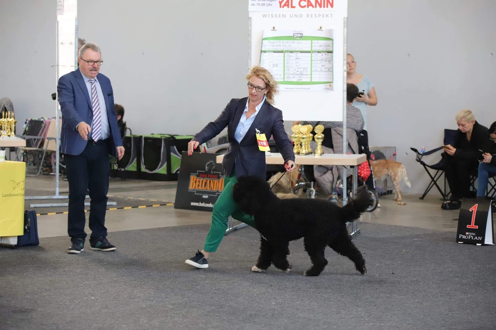 Barbet de la Colline des Violettes: GINGER...GERMAN VDH-CHAMPION!!!