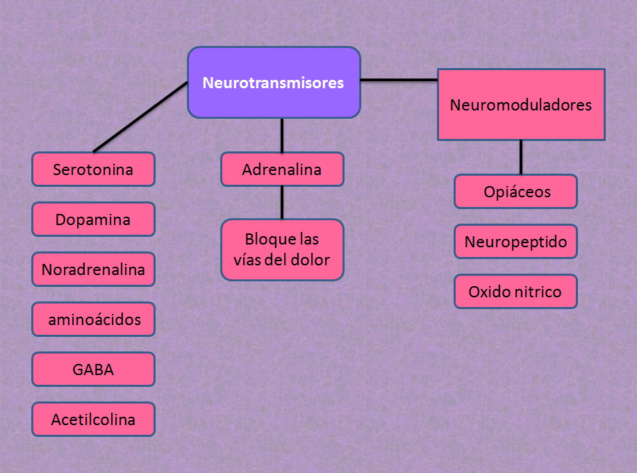 fisiología basica: Sinapsis y neurotransmisor