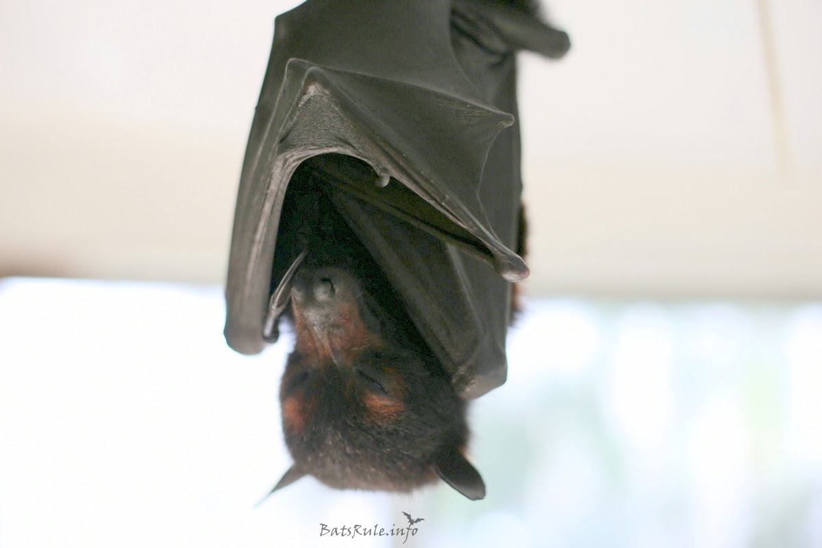 Rehab | Megabats adults and babies in care, Flying-fox, Fruit bats