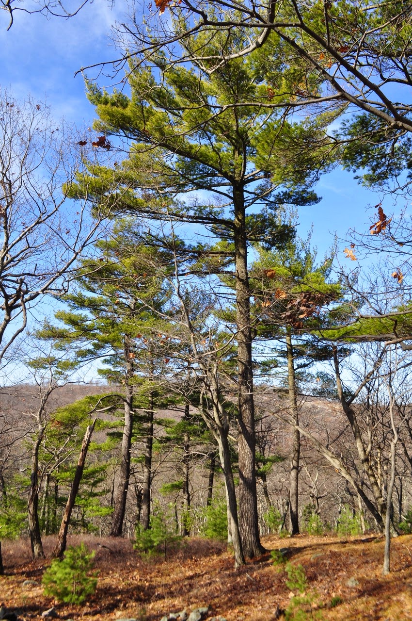 Harriman Hiker: Harriman State Park and Beyond: Pine Swamp Mountain Loop