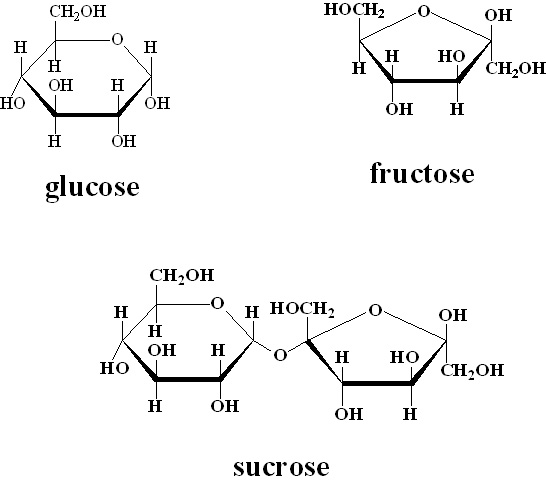 Alex Chiang's IB Biology Blog: Topic 9 [HL]: Plants