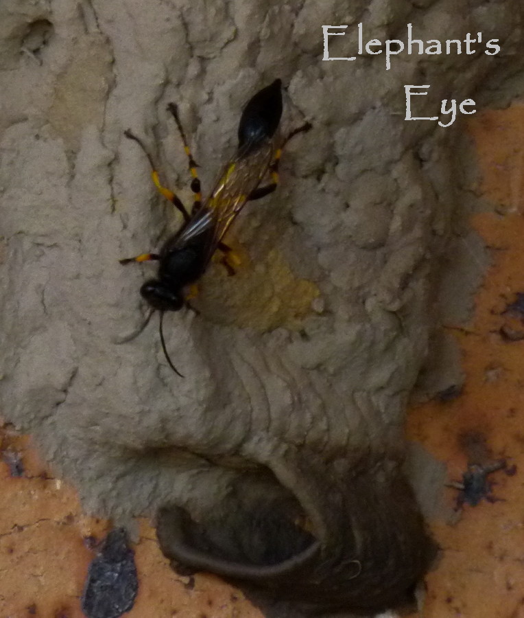 Elephant's Eye: Seven steps built by a mud wasp
