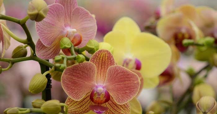 Cara Budidaya Bunga Anggrek Lengkap | RONY AGRICULTURE