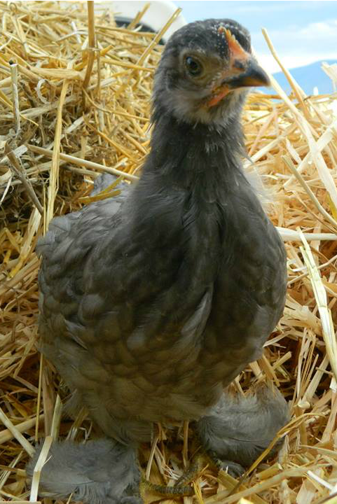 The Pioneer Girl Diaries : Introduction Of My Flock