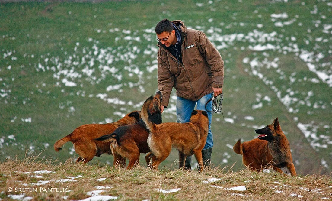 Belgijski ovčar - Malinoa: Jedan dan u prirodi