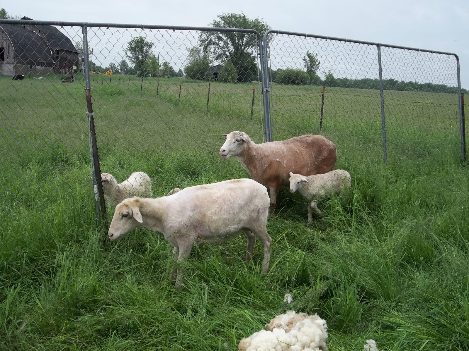Reflections from Drywood Creek: Sheep Shearing 2013