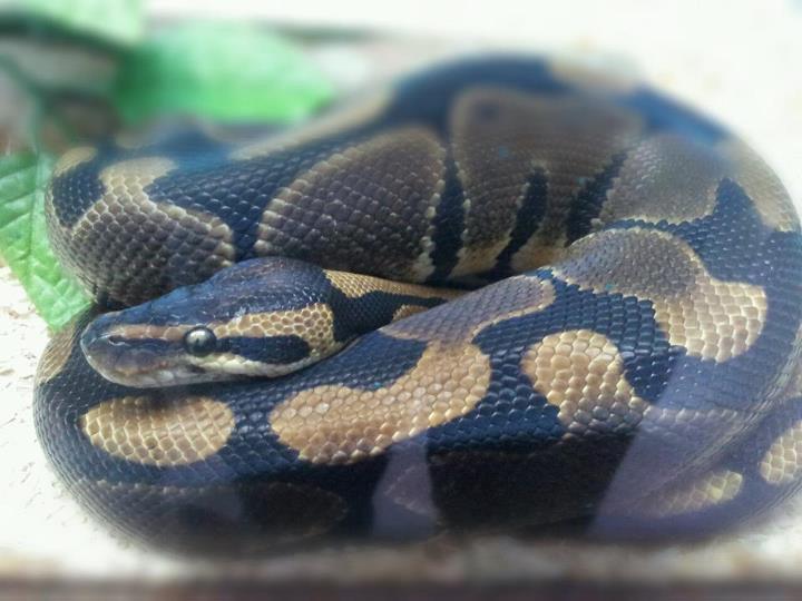 Pameran Dan Pertunjukan Ular : Bisa Berbisa Di Muzium Negeri Kedah ...