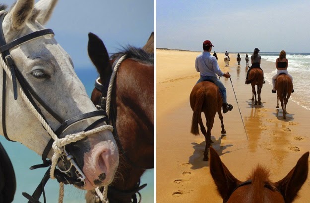 abc Travel: HORSES RIDING IN THE SAND TOUR
