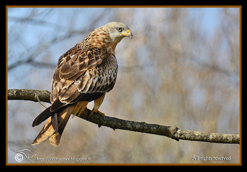 WILDLIFE GATEWAY: Milan royal