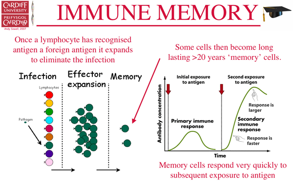 Linfei's Bio Blog: Immune System Quiz