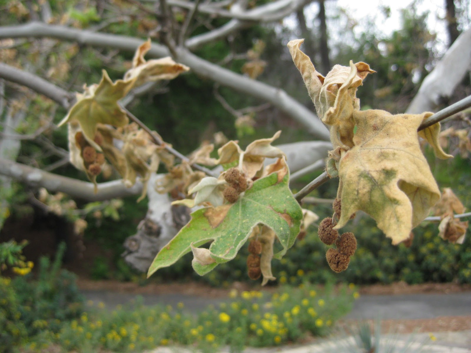 Trees of Santa Cruz County: Platanus racemosa - California sycamore